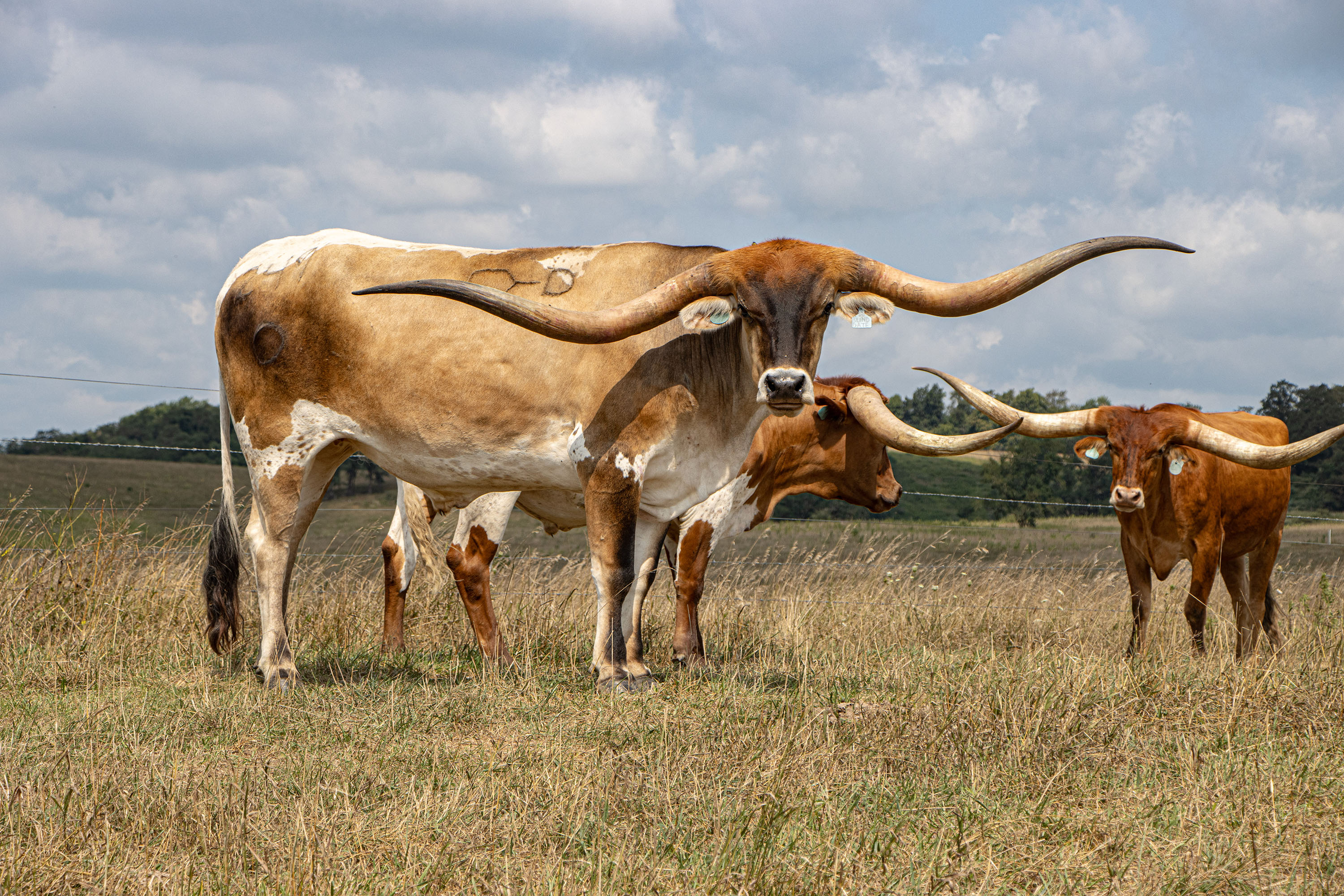 m_4242-Trophy Texas Longhorn steer at Dickinson Cattle Co. - near ...