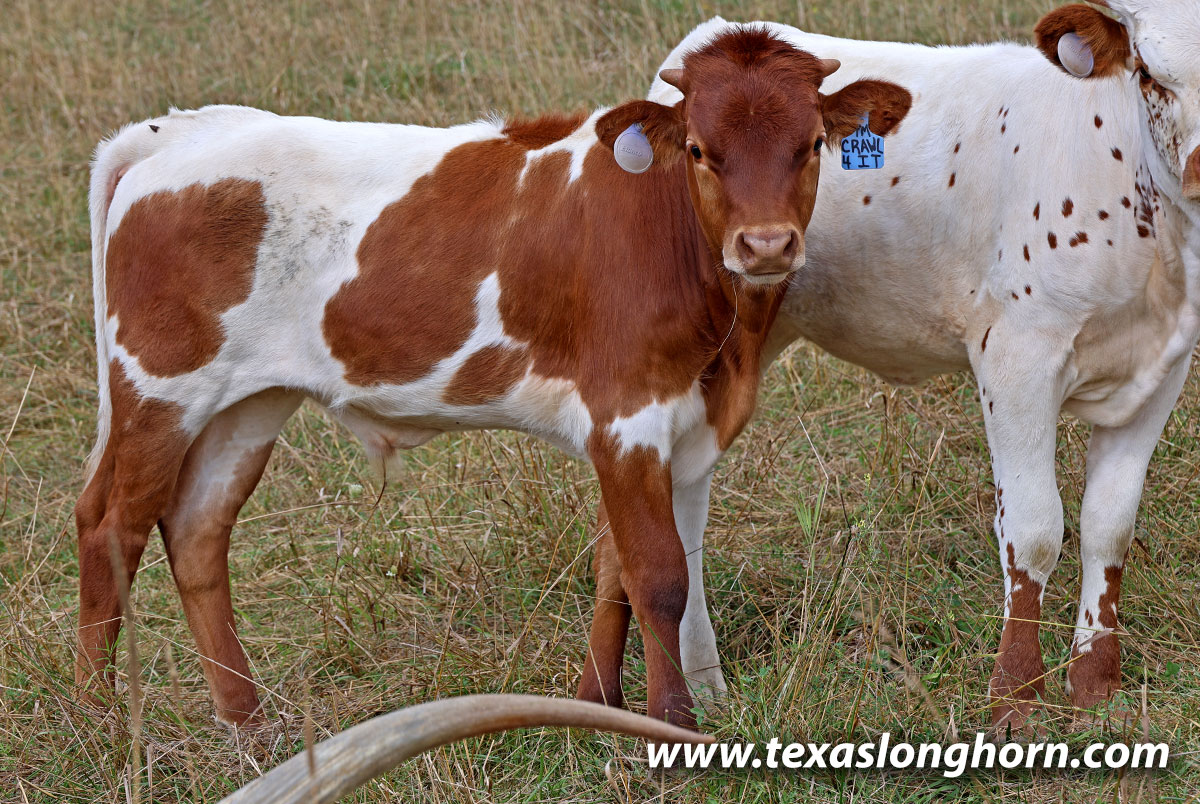 Texas Longhorn Cows & Bulls for Sale in Ohio | Dickinson Cattle Co ...