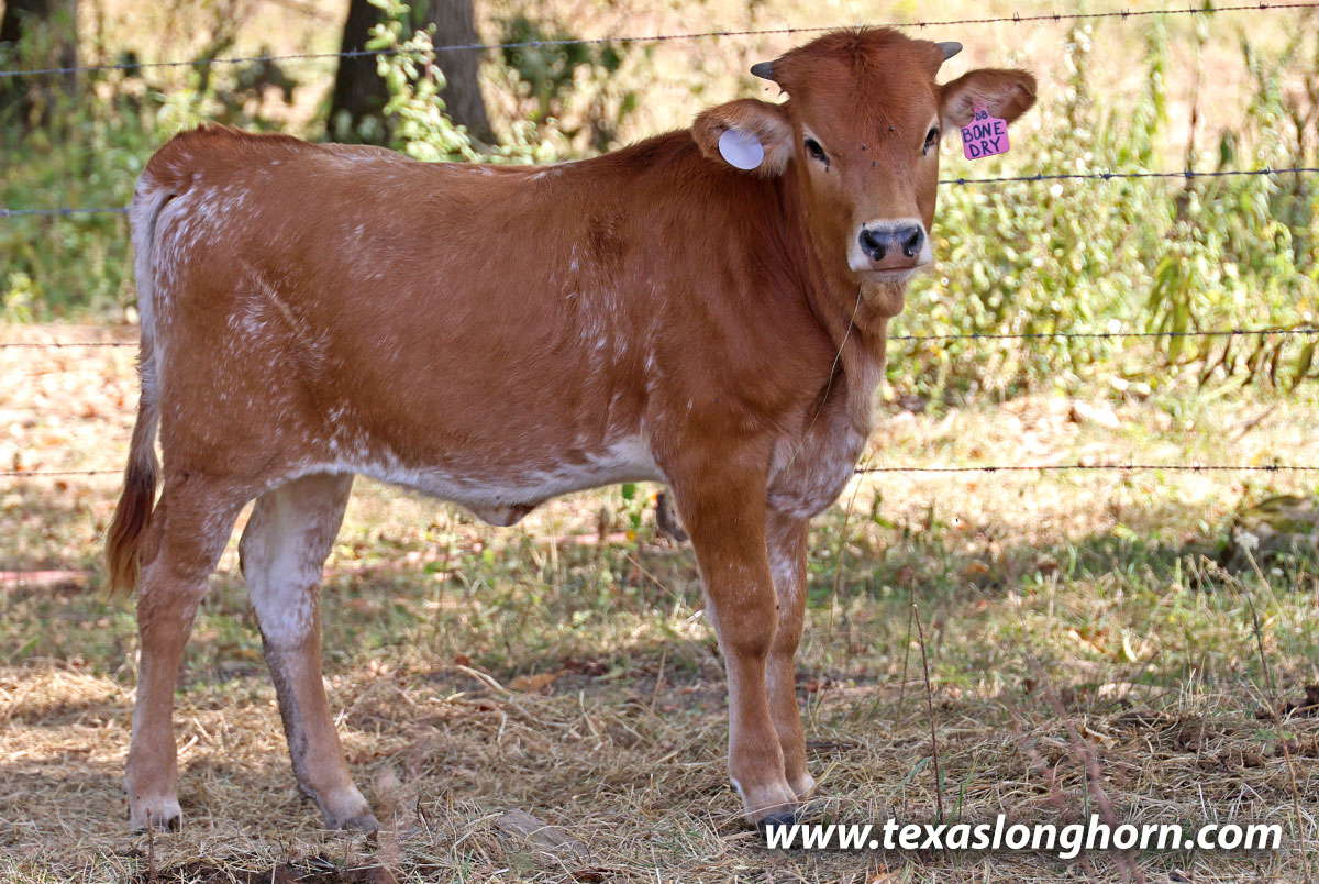Texas Longhorn Cows & Bulls for Sale in Ohio | Dickinson Cattle Co ...