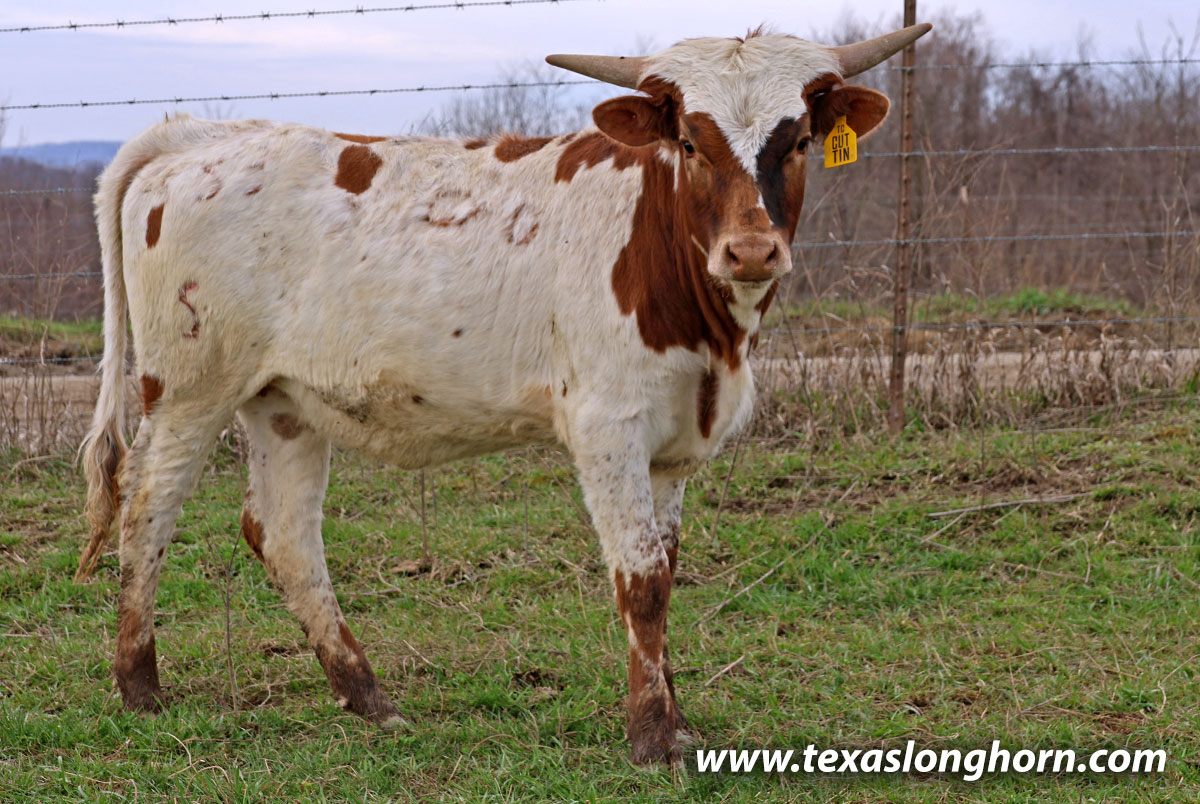 Texas Longhorn Cows & Bulls for Sale in Ohio | Dickinson Cattle Co ...