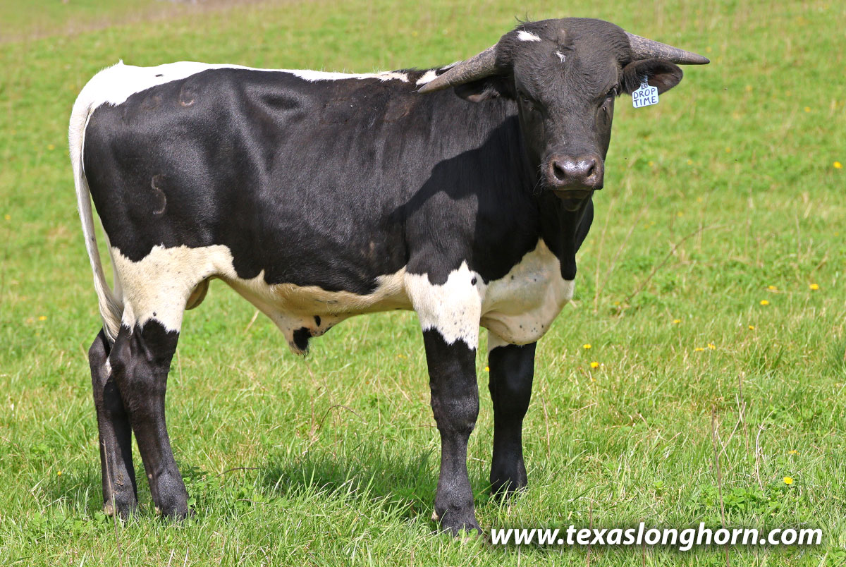 Texas Longhorn Cows & Bulls for Sale in Ohio | Dickinson Cattle Co ...