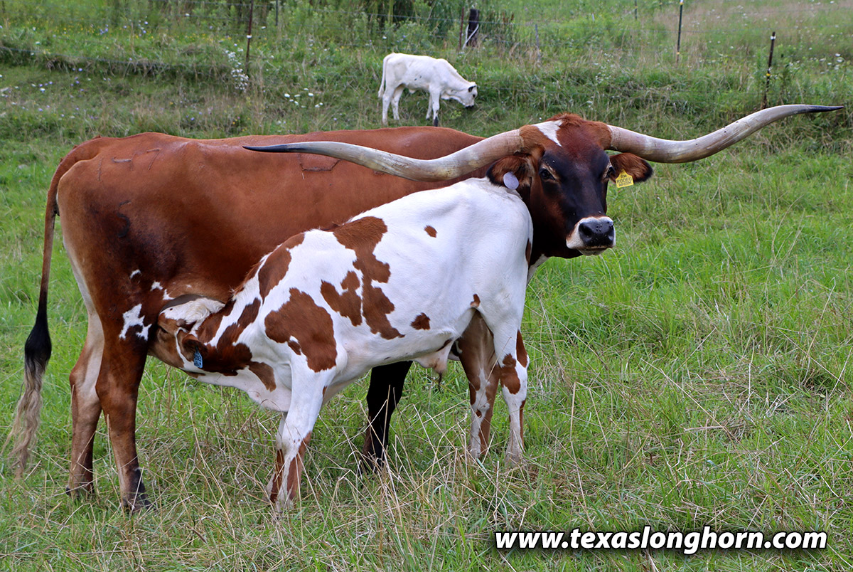 Rodeo Cows