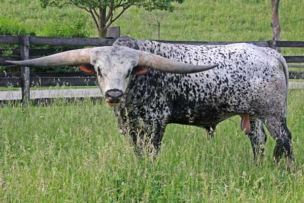 Texas Longhorn Cattle For Sale by Breeders in Ohio | Dickinson Cattle Co